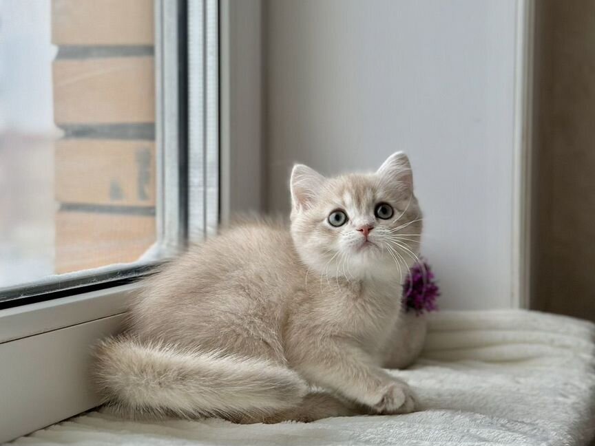 Кот шоу класс лиловая золотая шиншилла су12