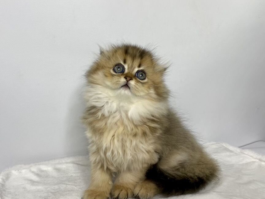 Шотландские длинношерстные котята