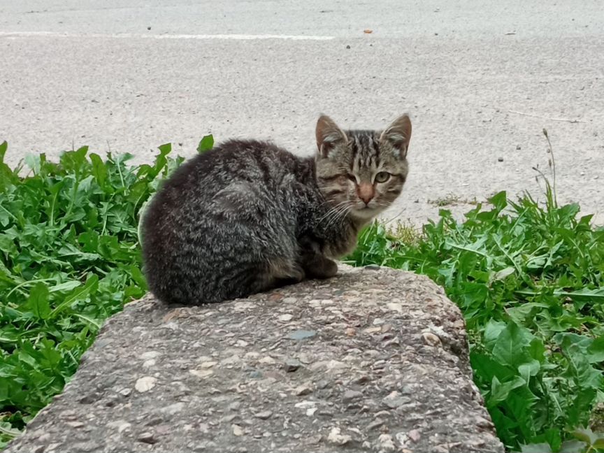 Котёнок в беде