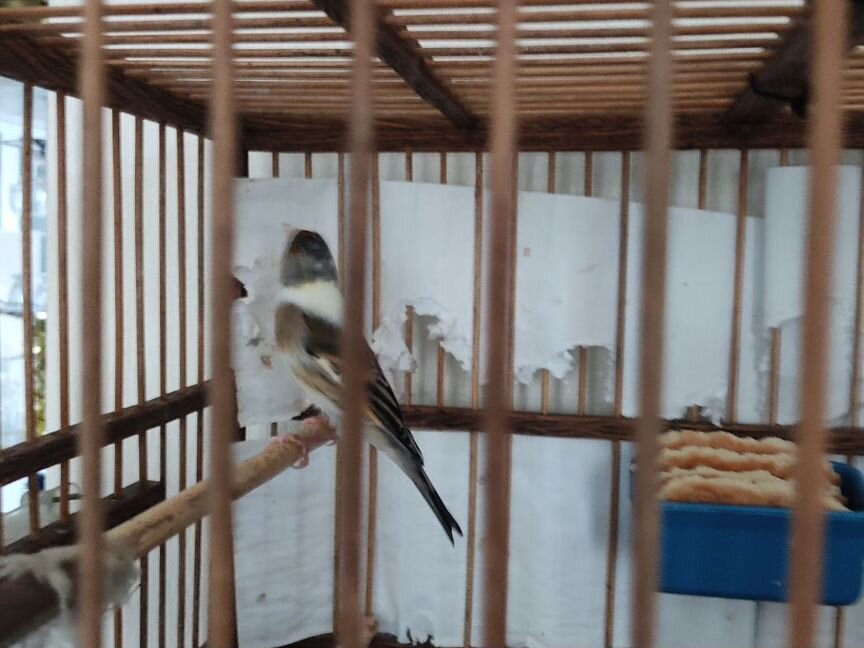 Гибрид щегла и канарейки