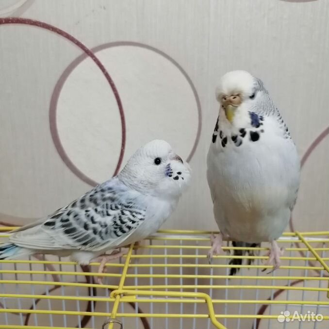 Попугай волнистый самка получех и чех