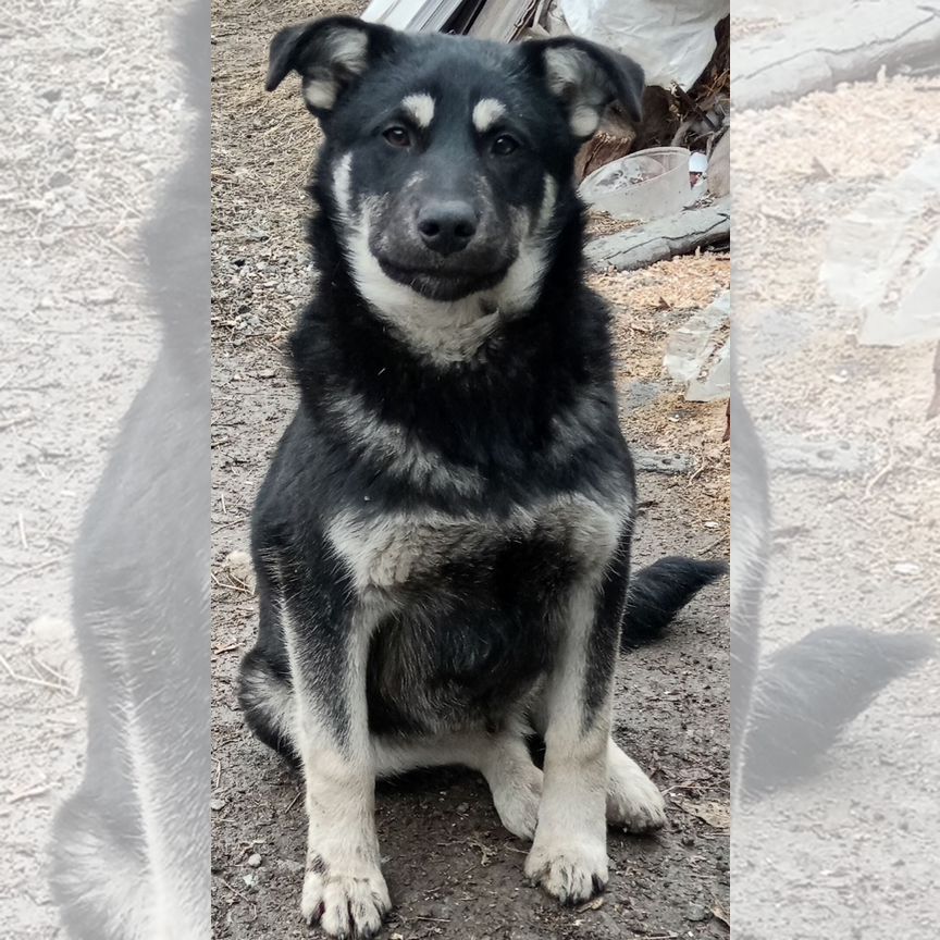 Щенок в добрые руки