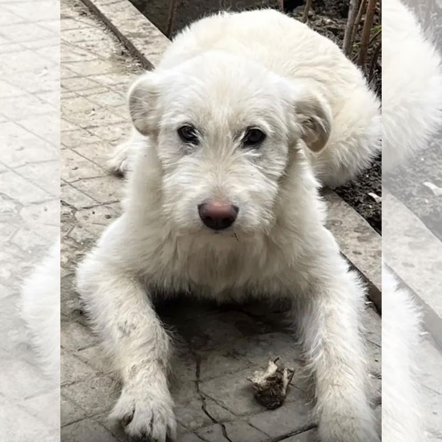 Щенок в добрые руки