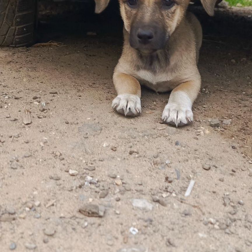 Щенки мелкие беспородные в дар