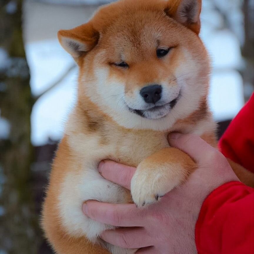 Сиба-ину, щенок