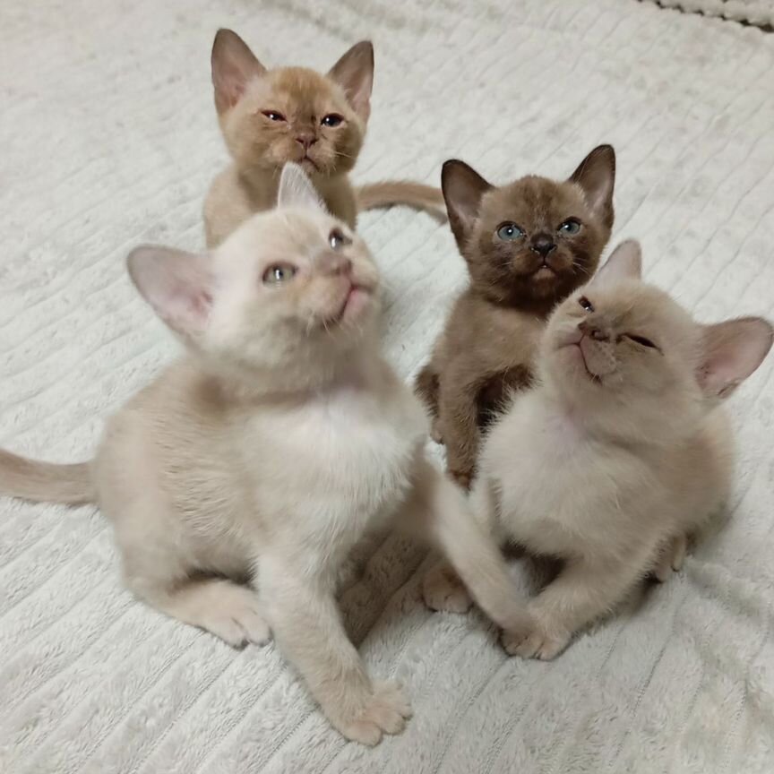 Европейский бурманский котёнок