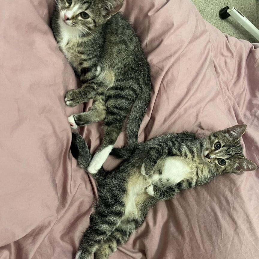 Котята