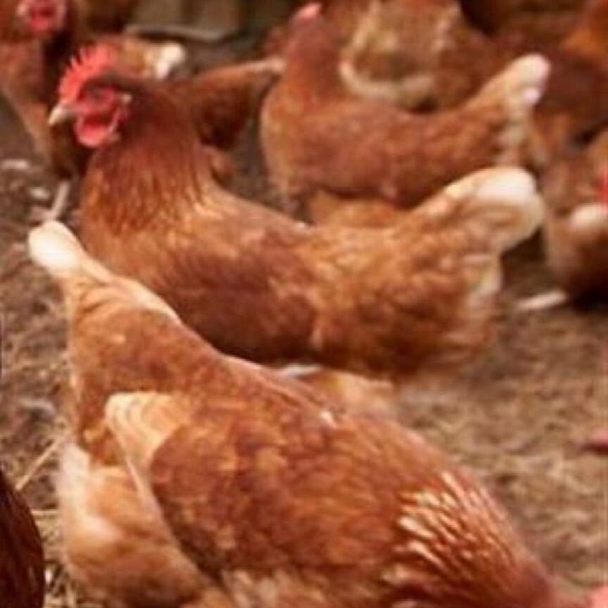 Курочки молодки несушки