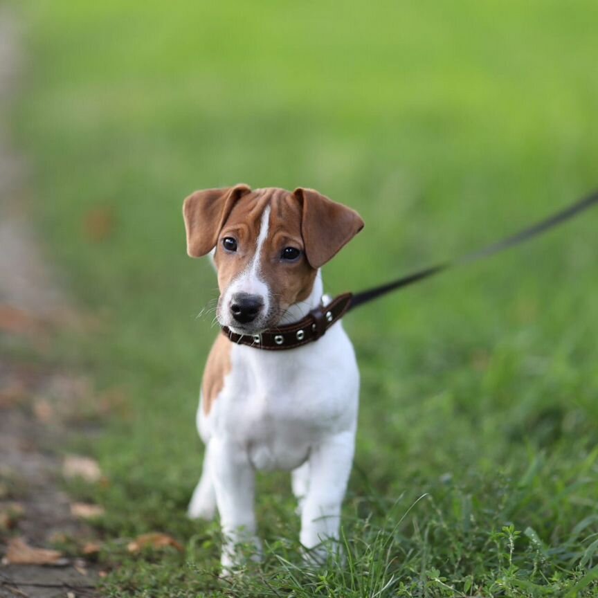 Джек-рассел-терьер, взрослая собака