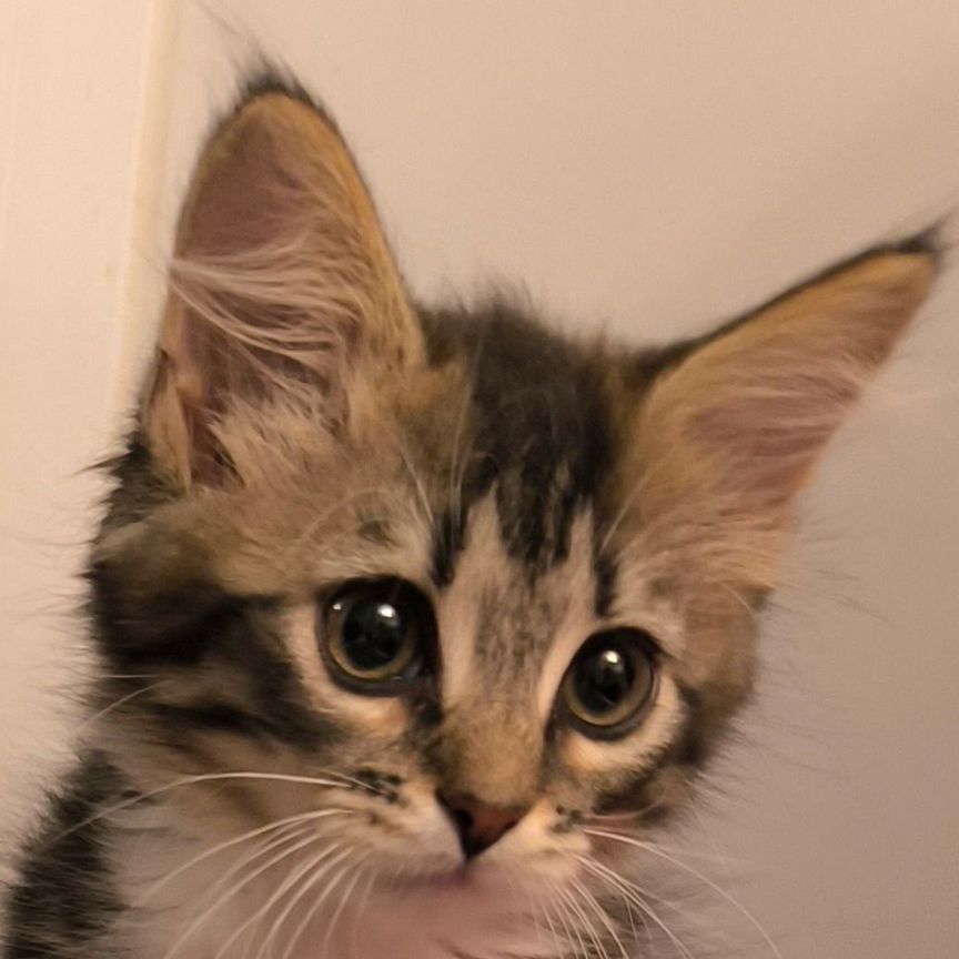 Ириска суперская заводная малышка 2,5 мес