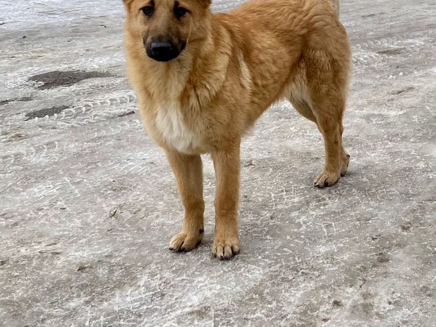 Кнопка в добрые руки