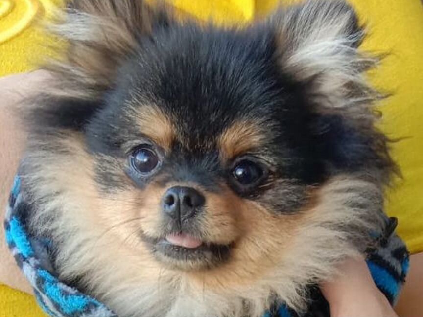 Померанский шпиц