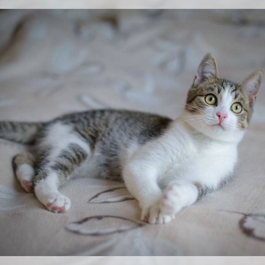 Ласковый котенок Тишка