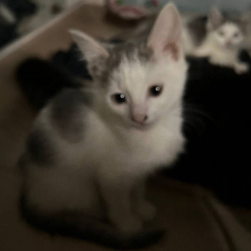 Котёнок в добрые руки