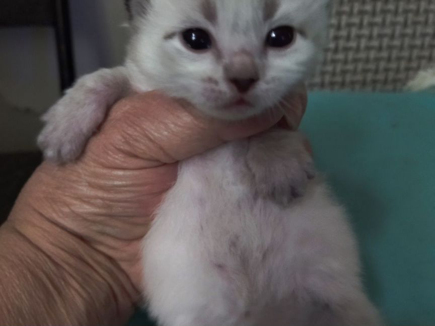 Котята в добрые руки бесплатно