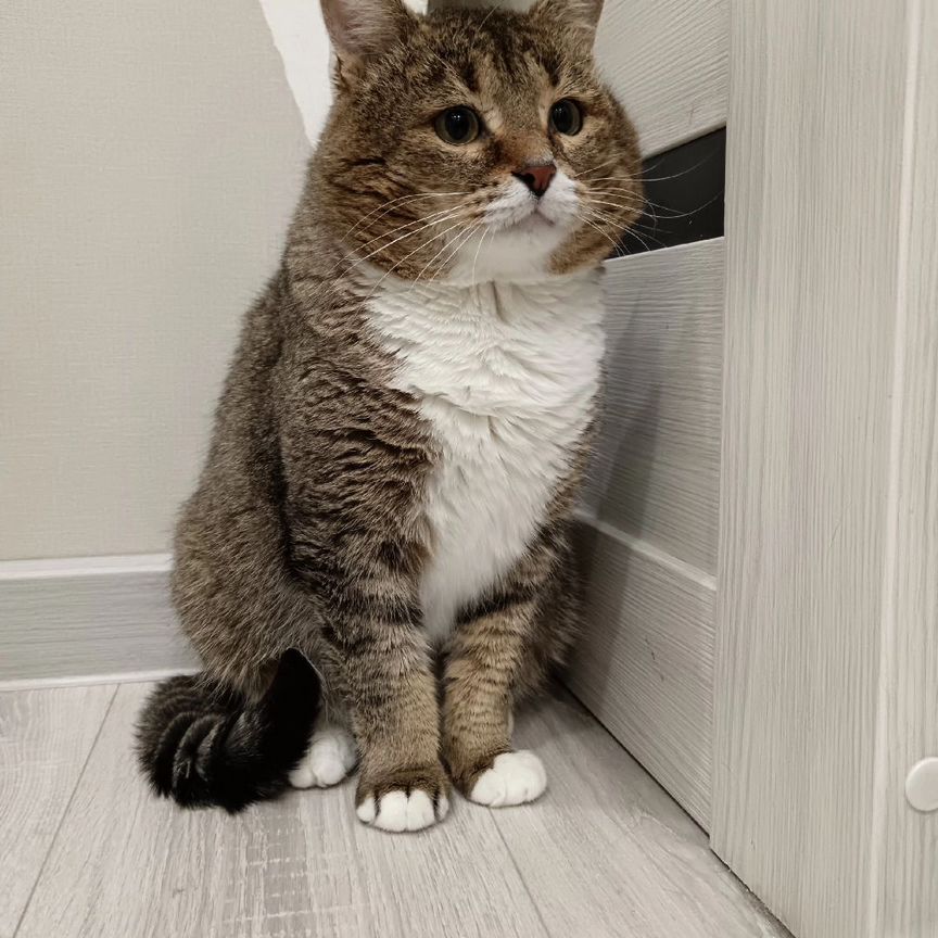 Кот Вениамин