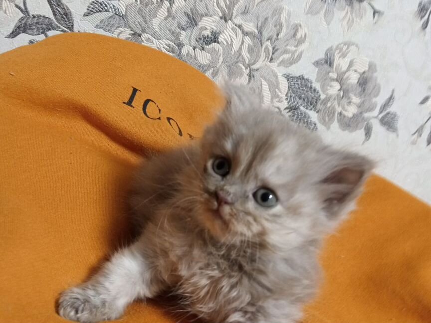 Кошка в дар бесплатно