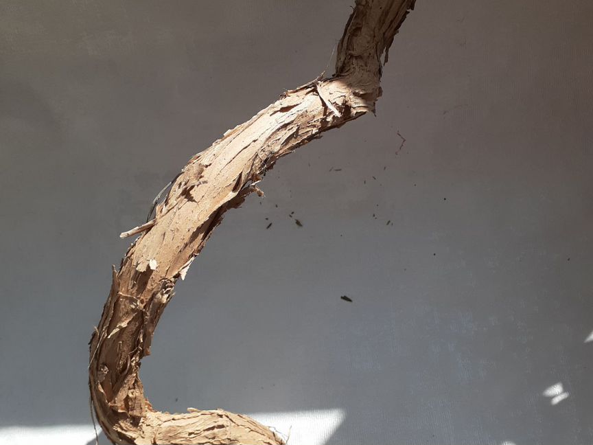 Коряга виноградная лоза в террариум