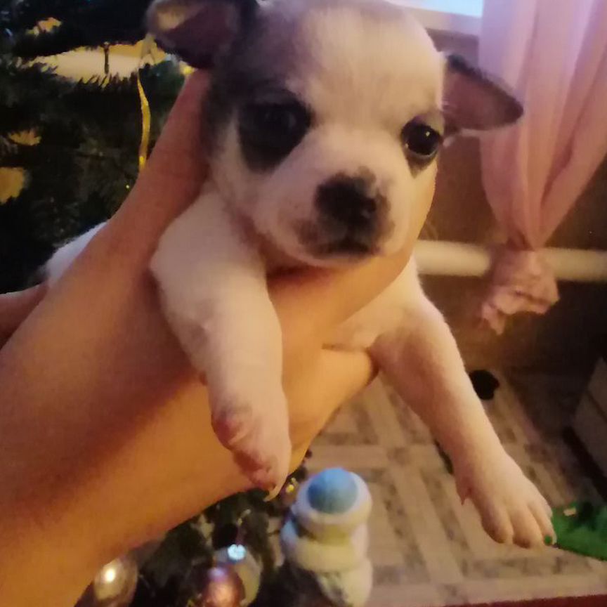 Щенки чихуахуа