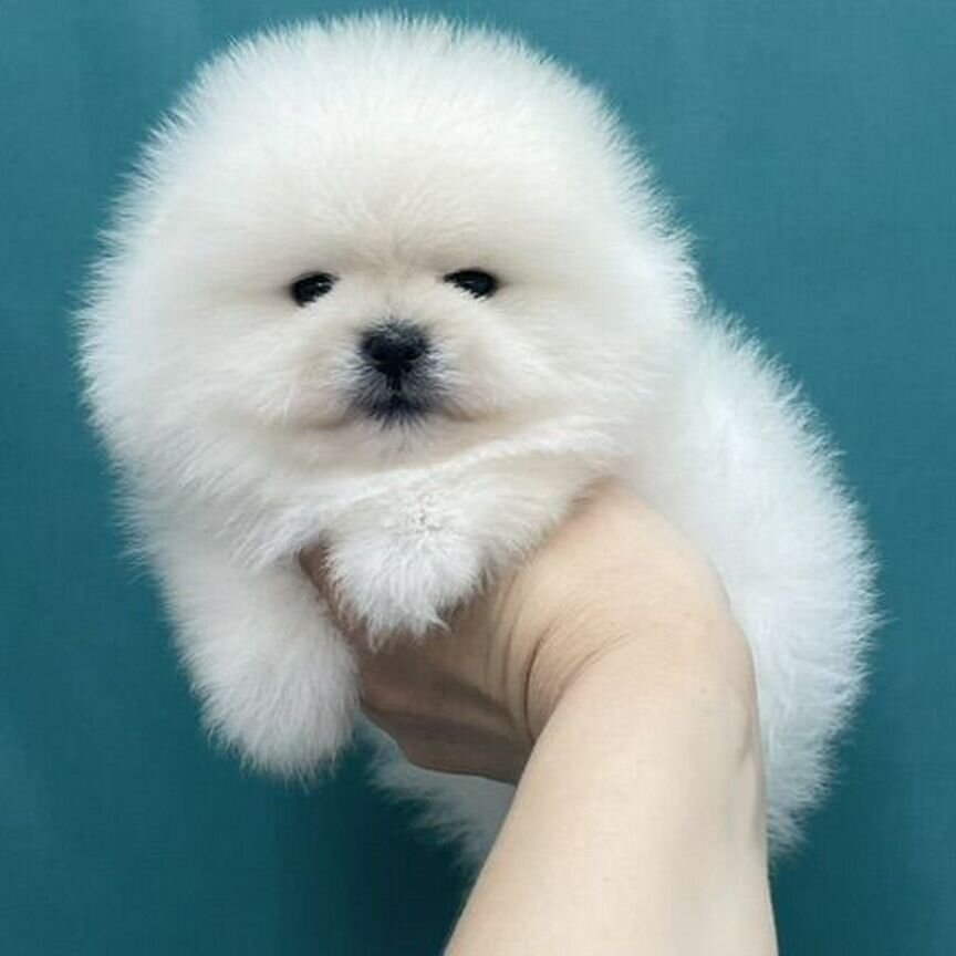 Шпиц, миниатюрный мальчик