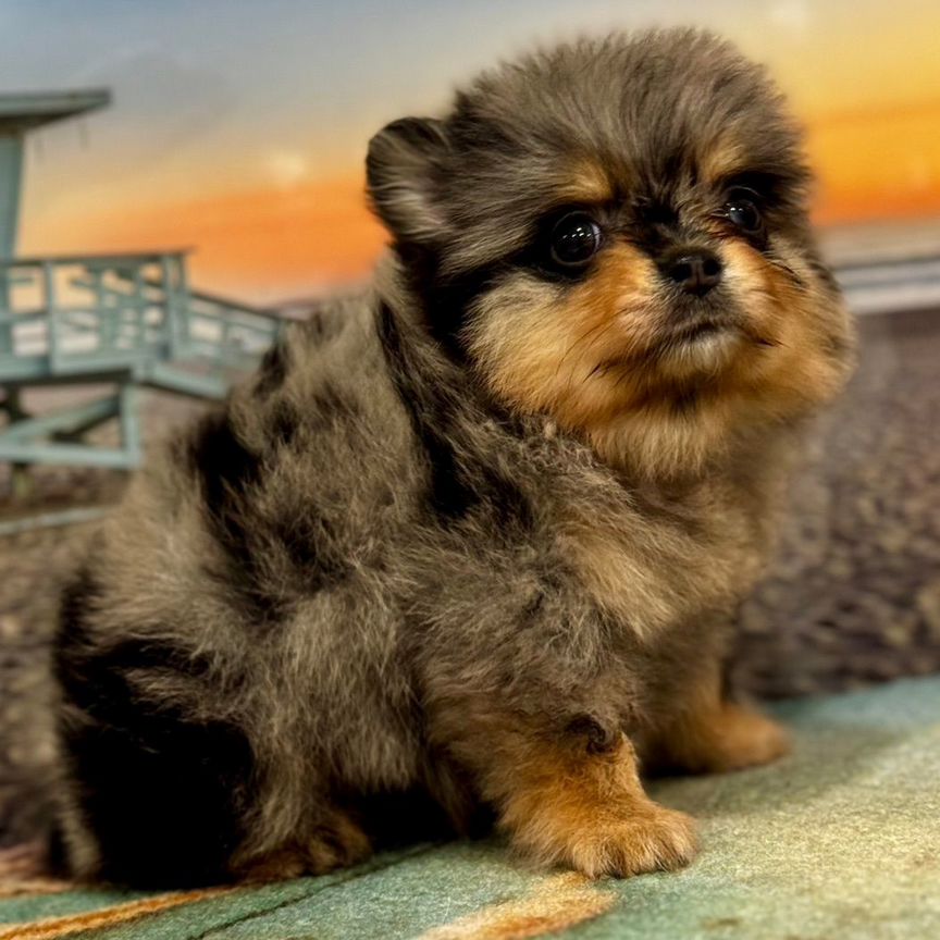 Померанский шпиц, щенок