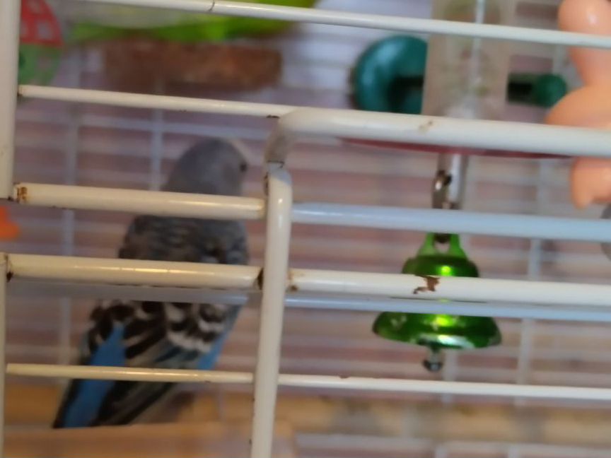 Волнистый попугай