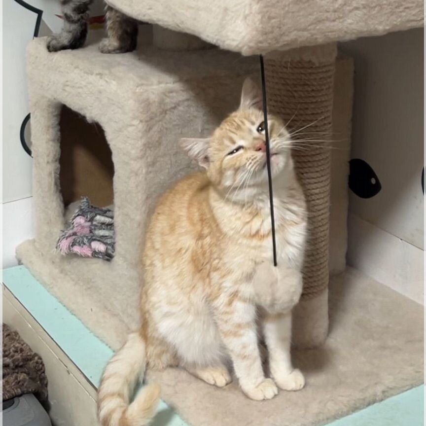 Кошка персик