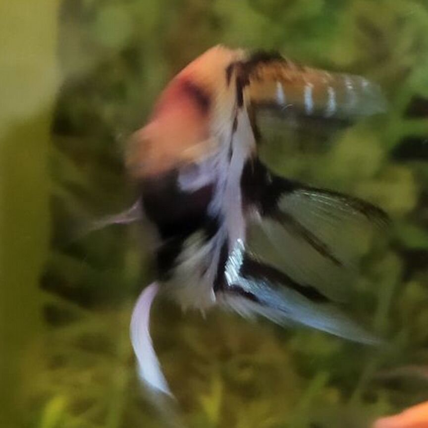 Отдам рыбку скалярия