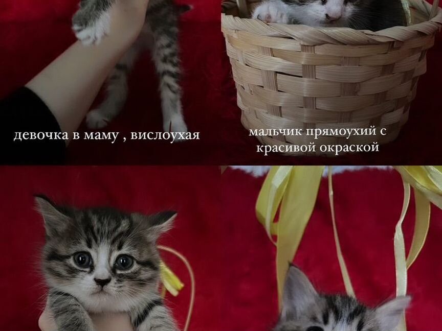 Вислоухие котята в добрые руки