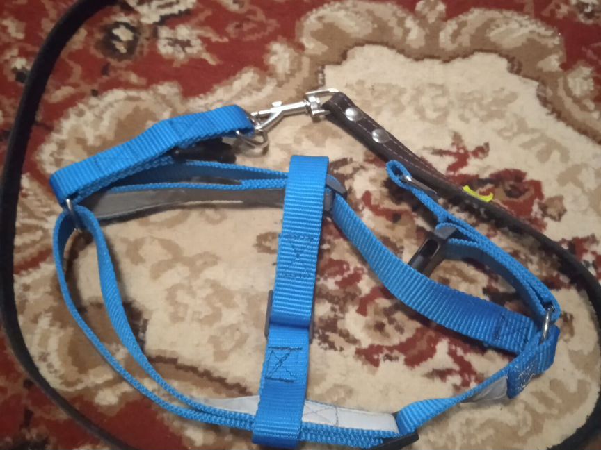 Ошейник.шлея