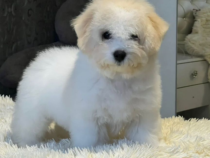 Щенки бишон фризе девочка