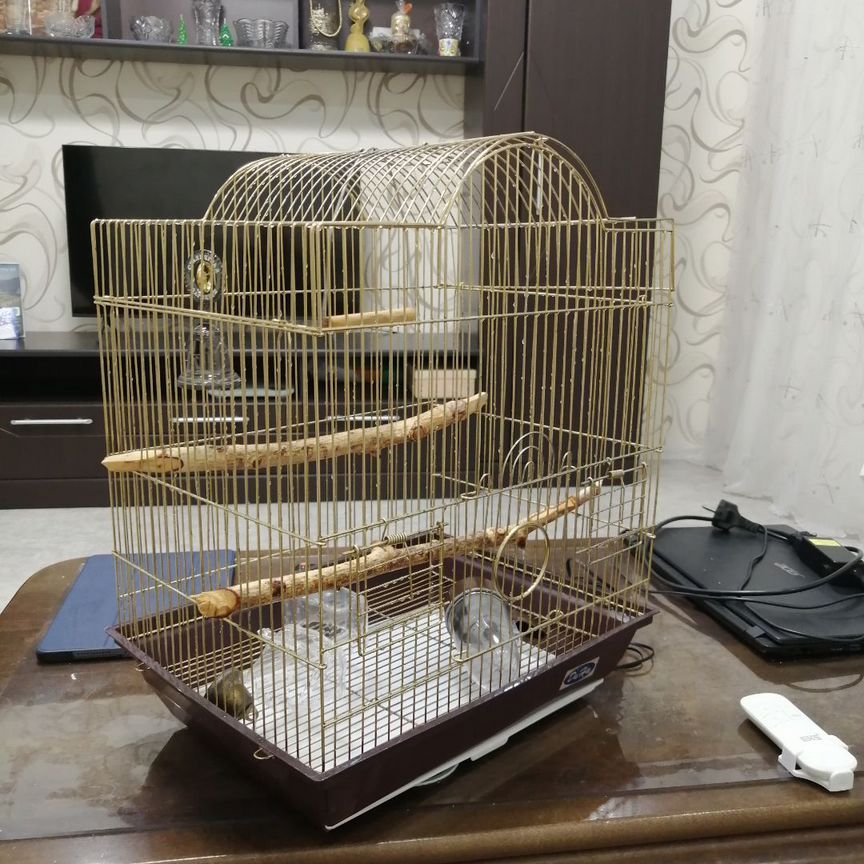 Волнистый попугай