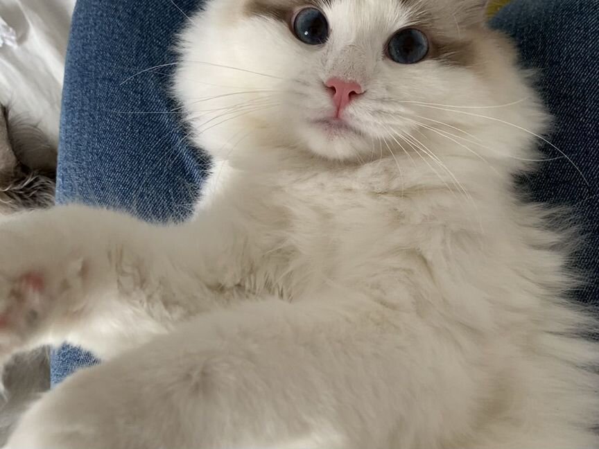 Много свободных котят регдолл