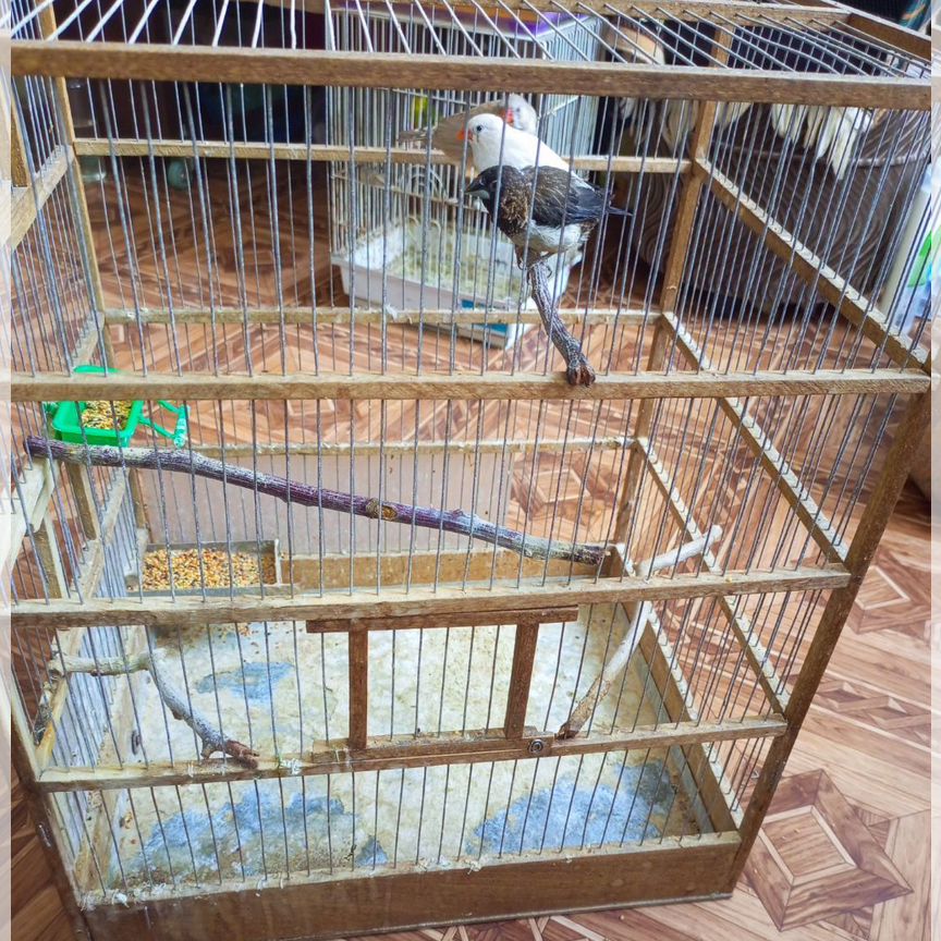 Зебровые амадины
