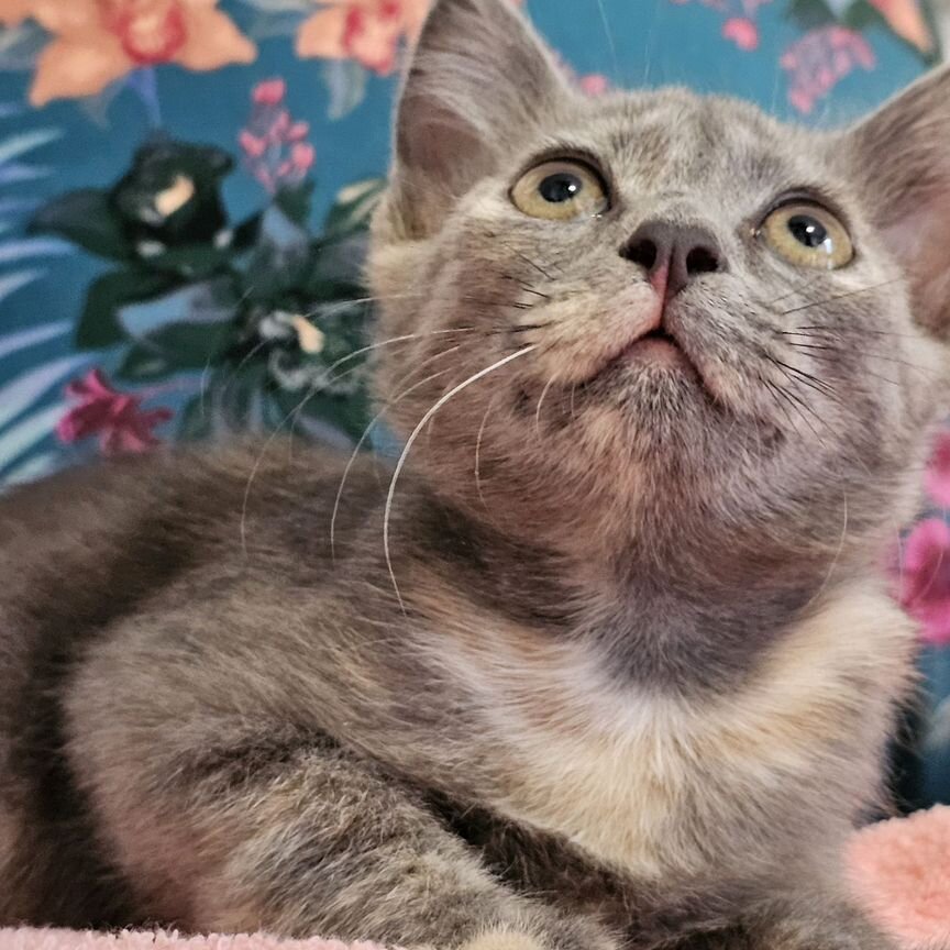 Котенок девочка (2 месяца)