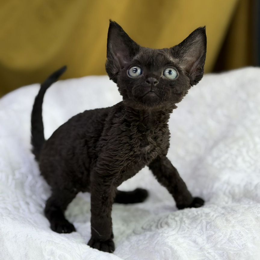 Девон-рекс котёнок