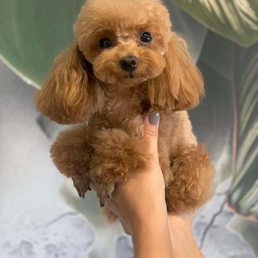 Той-пудель, мини