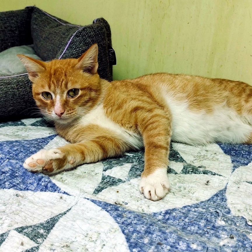 Котик Пятачок