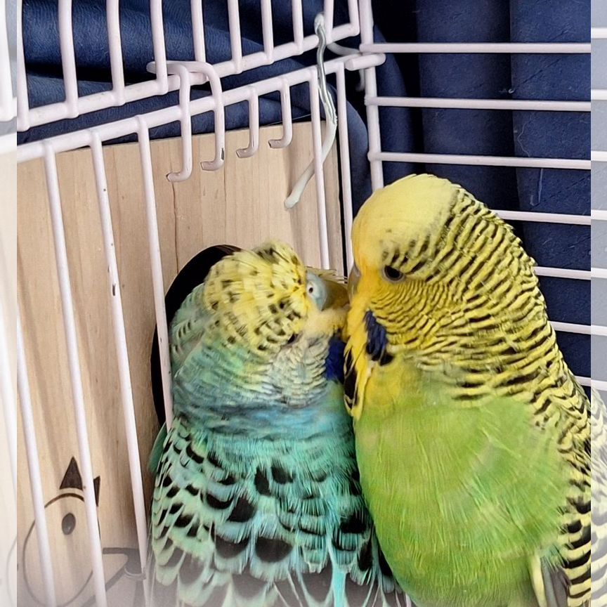 Волнистый попугай Чех