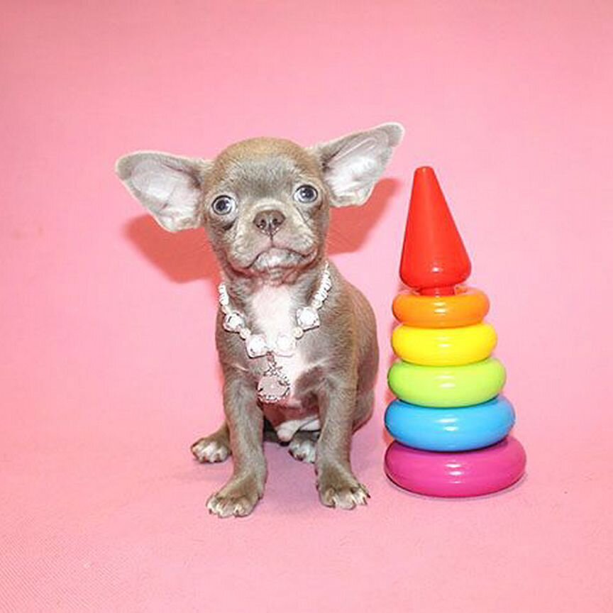 Лиловый Чишка