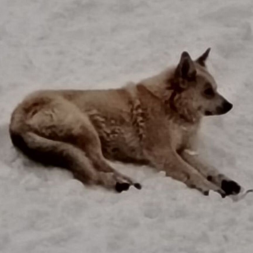 Взрослая собака в добрые руки