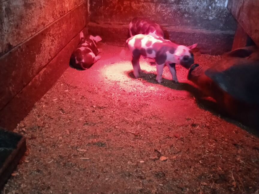 Семя Хряка породы Пьетрен для свиней