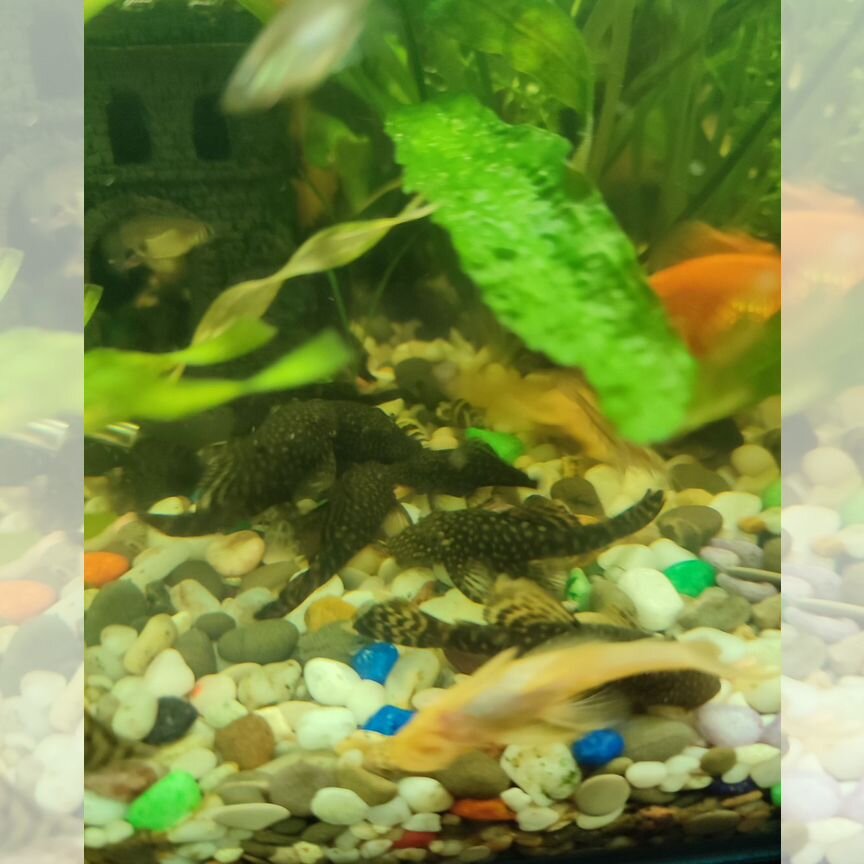 Сом анциструс