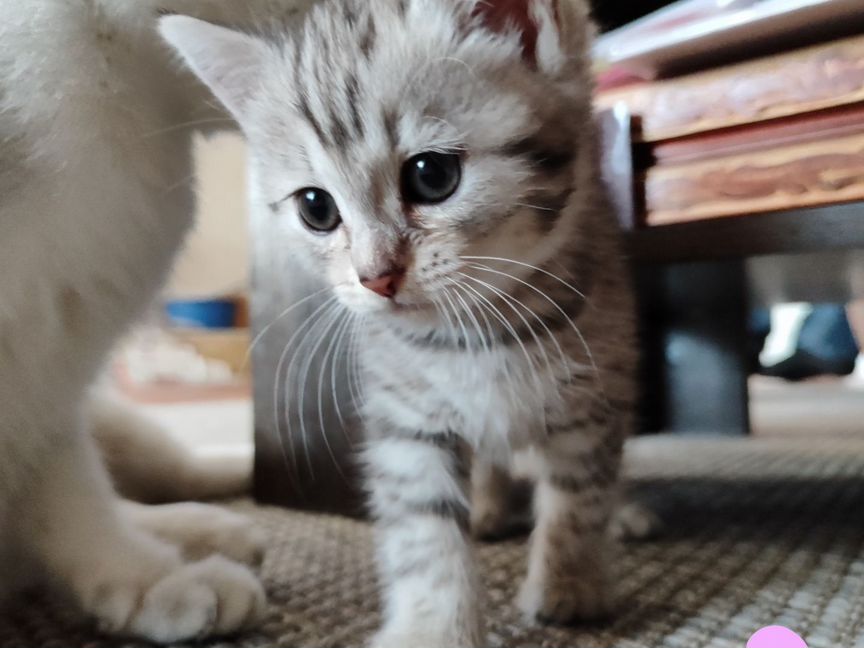 Котята полубританцы