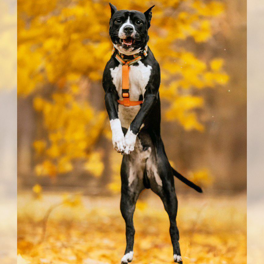 Американский стаффордширский терьер, взрослый пёс