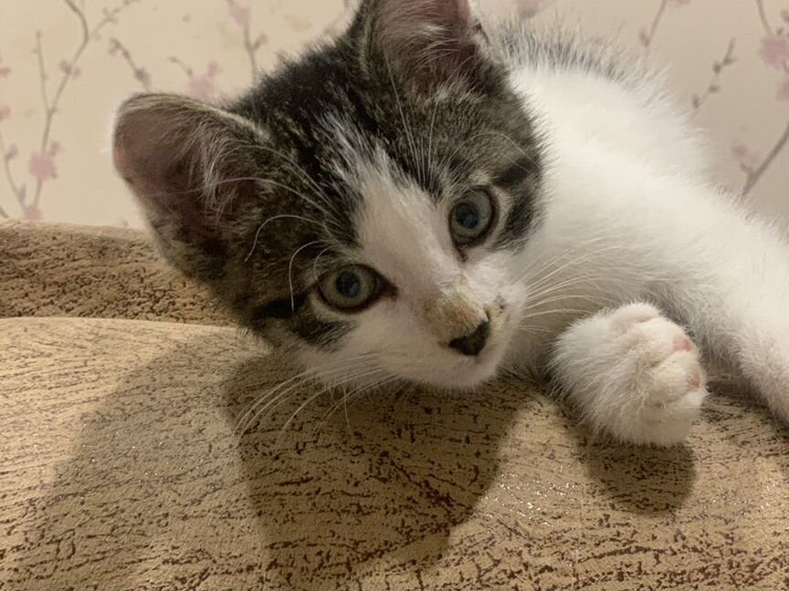 Котенок ищет дом