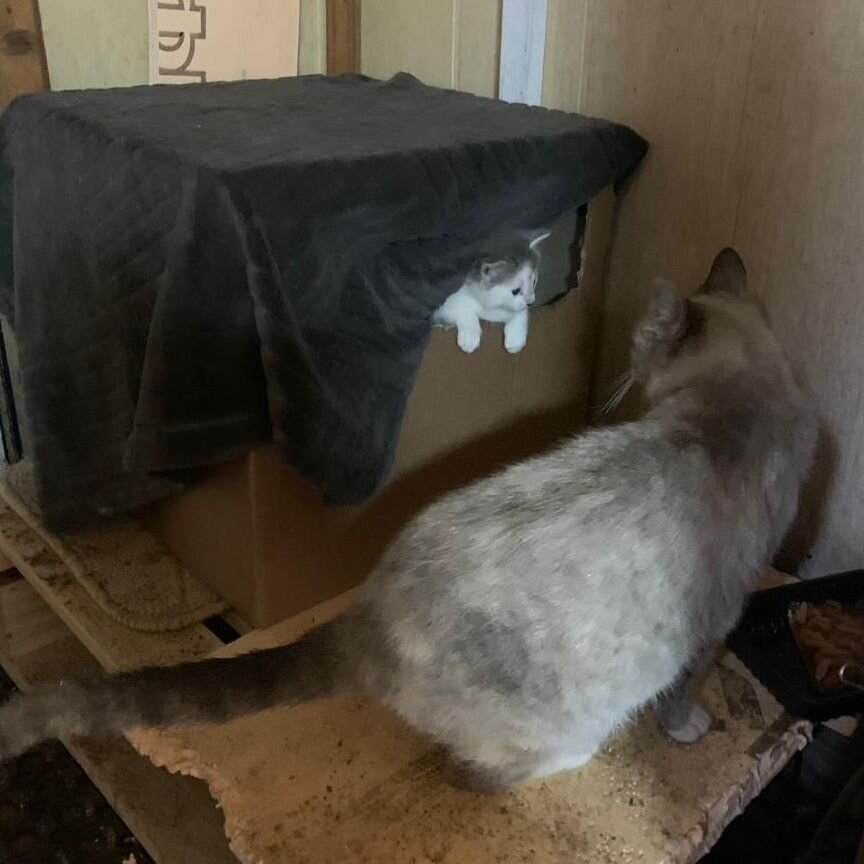 Котёнок в добрые руки