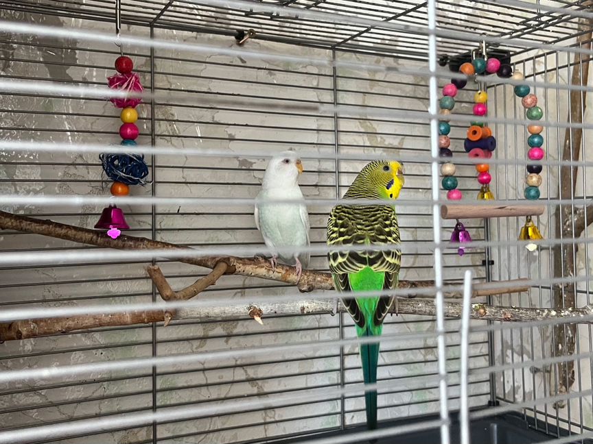 Волнистые попугаи с клеткой