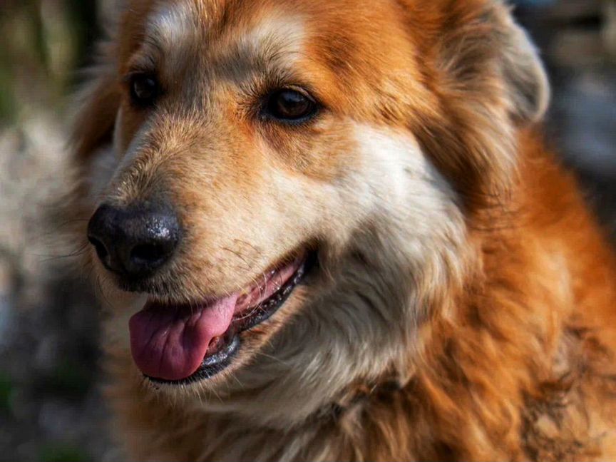 Собачка в добрые руки