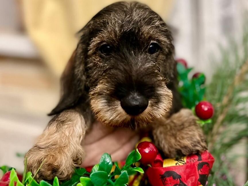 Жесткошерстный/мини мальчик